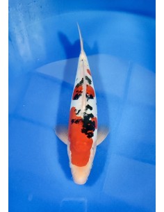 Les carpes koi japonaises | Découvrez notre sélection exclusive (2)